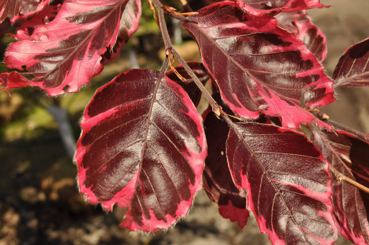 Contact Us | Reach Out to Riverside Nursery - Riverside Nursery ...