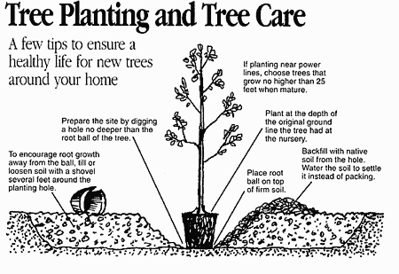 Installing New Plants | Success Tips & Guidance | Riverside Nursery ...